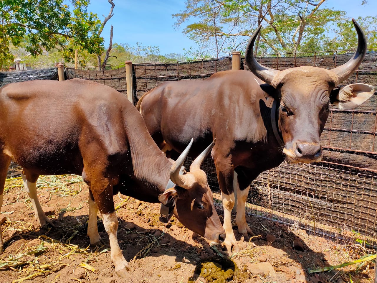 Indonesia Releases Two Banteng to Baluran National Park - THE BIG DURIAN